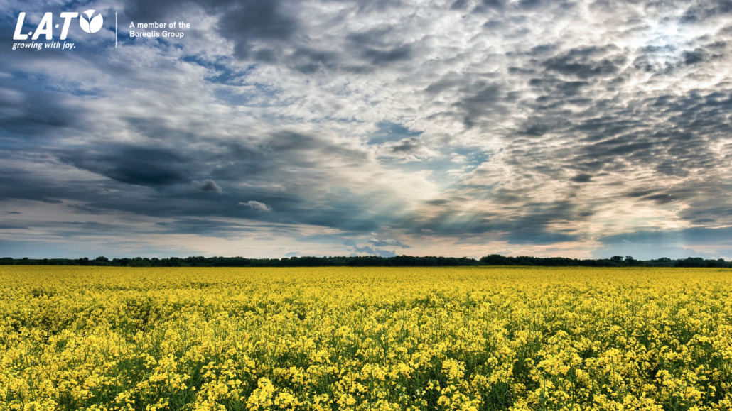 Raps braucht einen guten Start – nur so klappt es mit dem hohen Ertrag ...